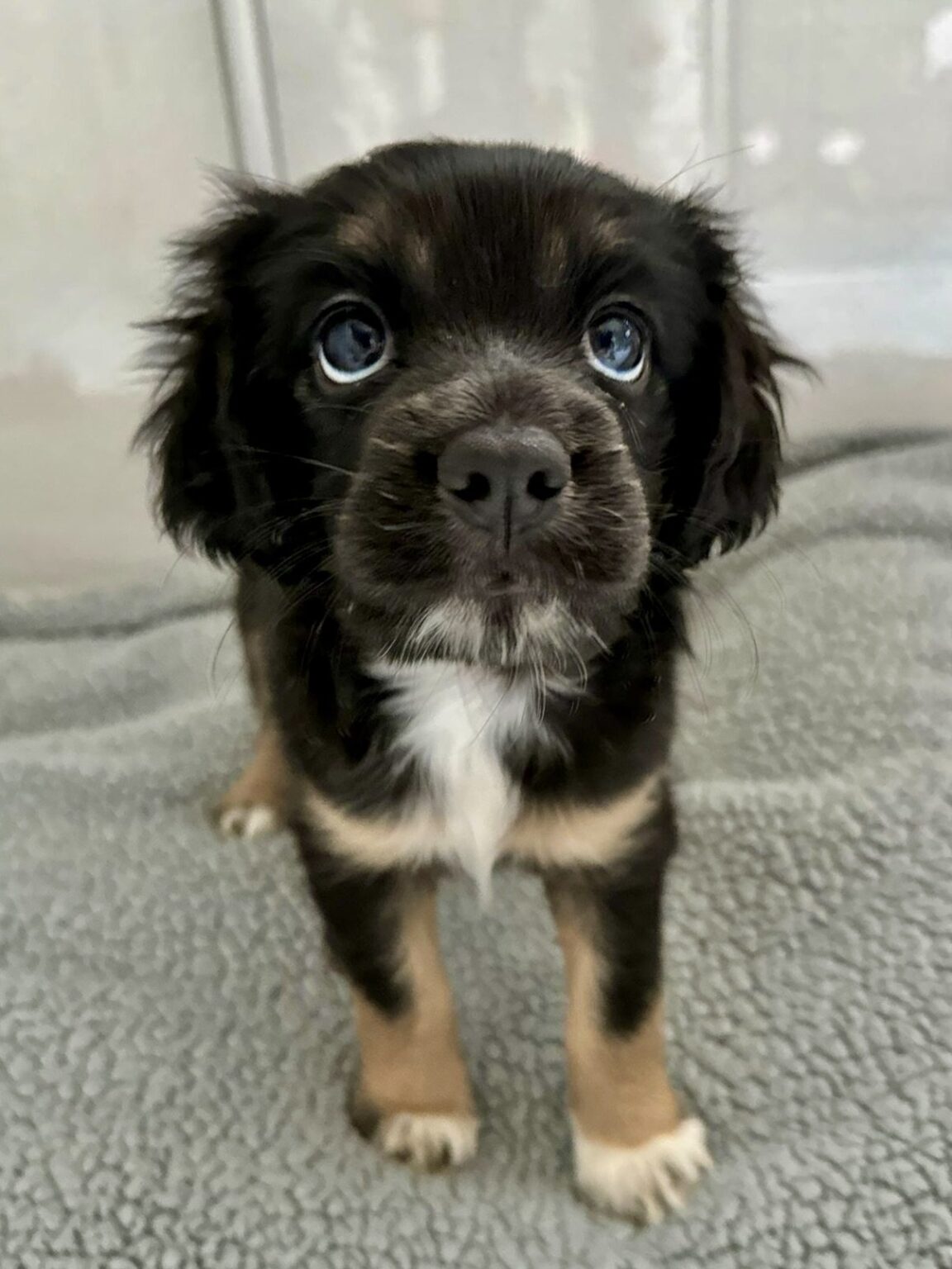 Puppy (Betty) Maeve 2024 - Camp Cocker Rescue