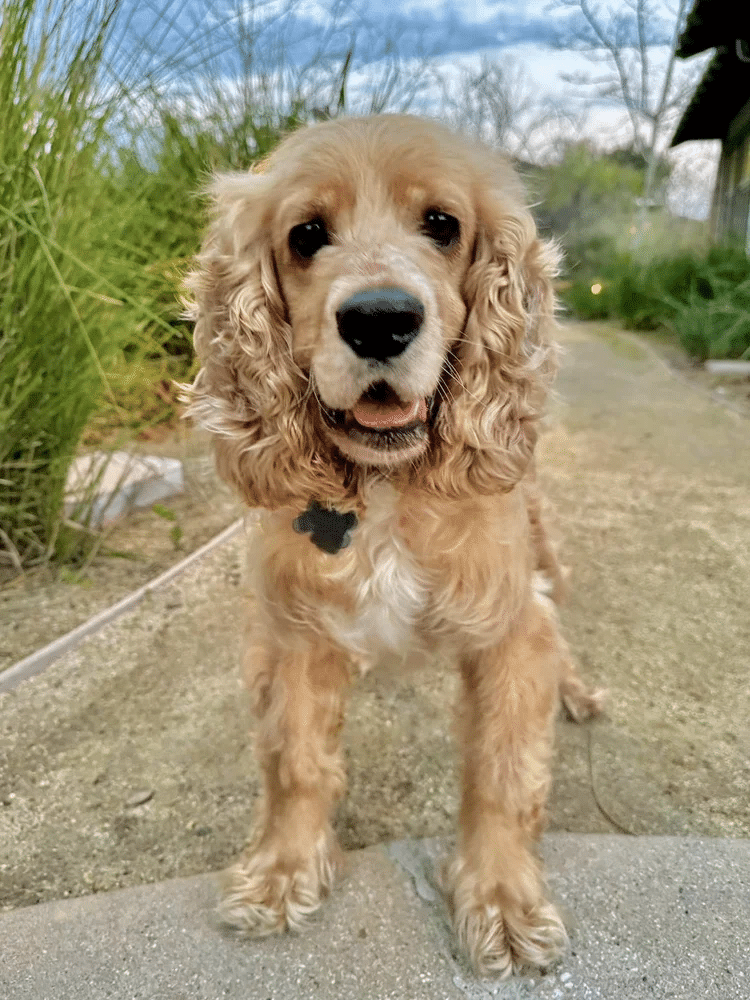 Loki 2024 - Camp Cocker Rescue