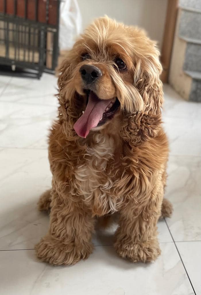 Vinny 2023 - Camp Cocker Rescue