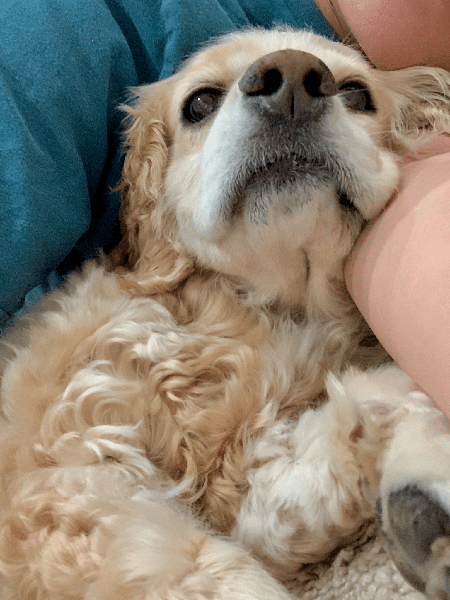 Angie 2020 - Camp Cocker Rescue