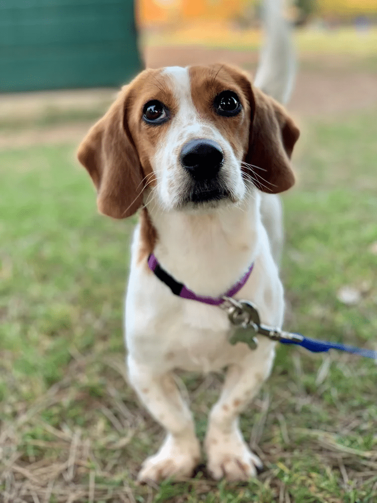 Slinky (Diak) 2020 - Camp Cocker Rescue